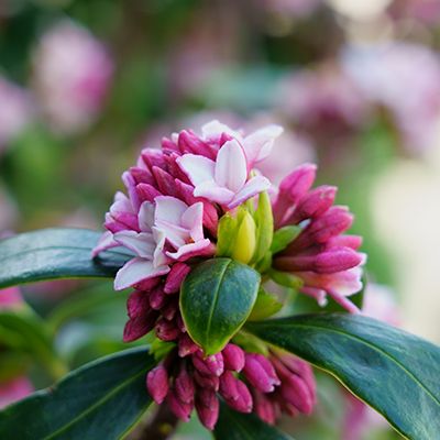 Winter Daphne (Daphne Odora)