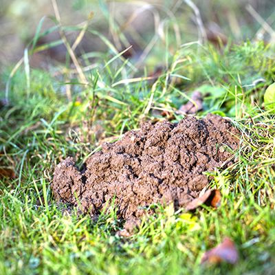 Animals Digging In Your Lawn