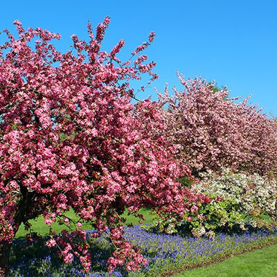Cherry Trees