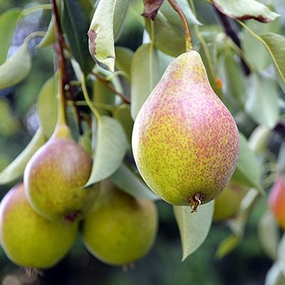 Apple and Pear Trees