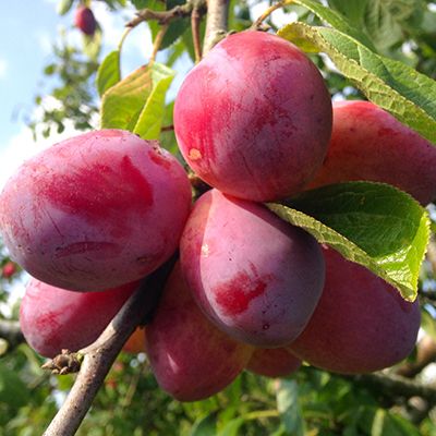 Plum and Prune Trees