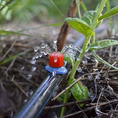 Irrigating Plants