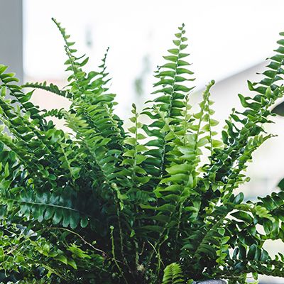 Indoor Plants/Houseplants