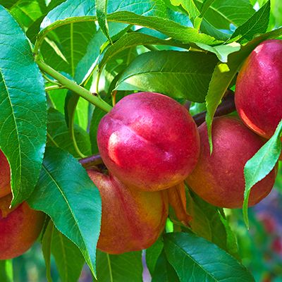 Peach and Nectarine Trees