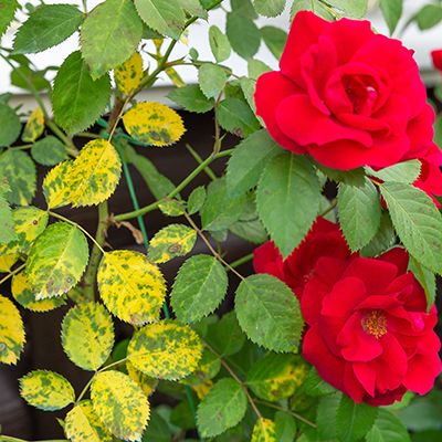 Treating Common Rose Disease