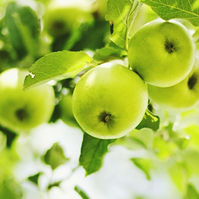 Apple and Pear Trees