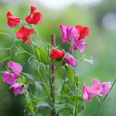 Sweet Peas