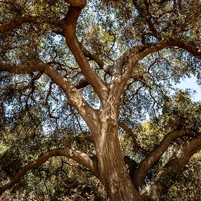 California Native Oaks