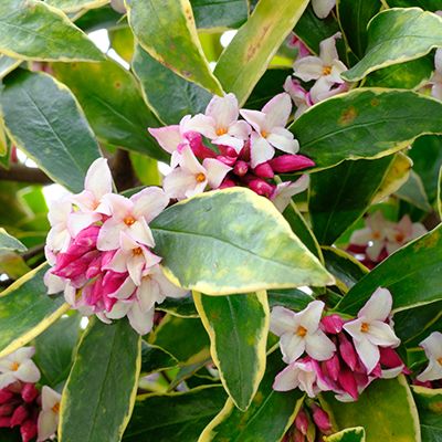 Winter Daphne (Daphne Odora)