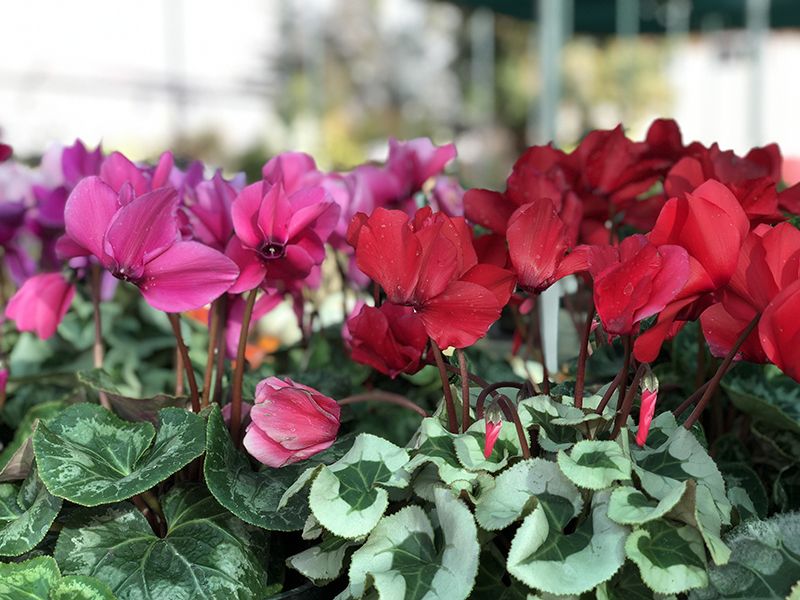 Look Inside Our Store