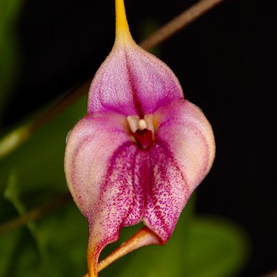 Masdevallia