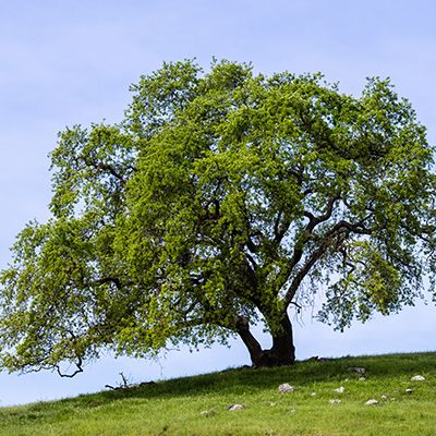 California Native Oaks