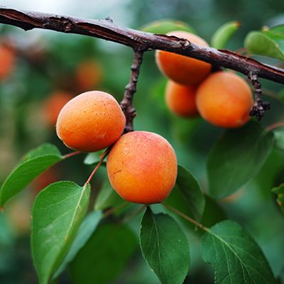 Dormant Spray Schedule for Fruit Trees and Roses