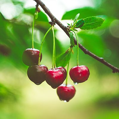 Dormant Spray Schedule for Fruit Trees and Roses